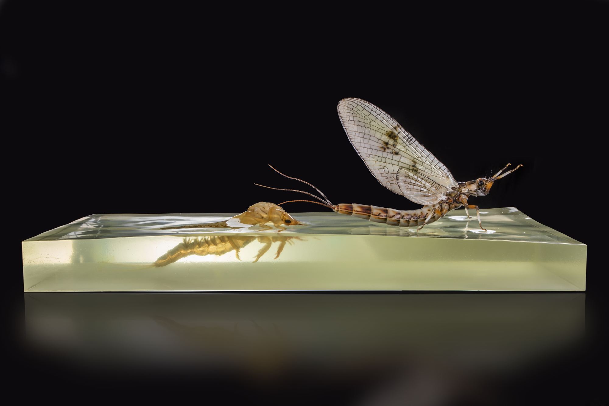 Mayfly | Insect Models - Julia Stoess