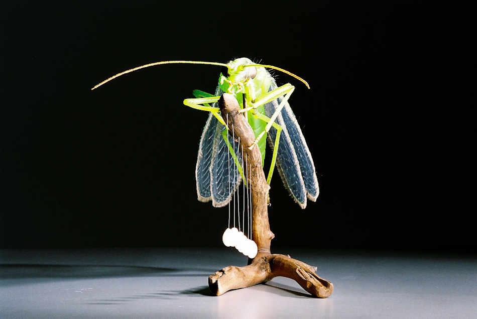 Common green lacewing | Insect Models - Julia Stoess