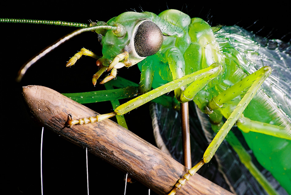 Common green lacewing | Insect Models - Julia Stoess