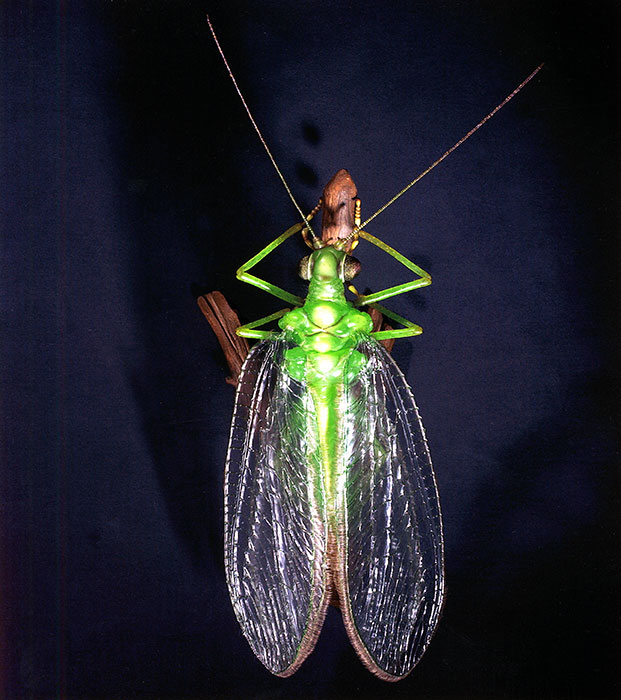 Common green lacewing | Insect Models - Julia Stoess