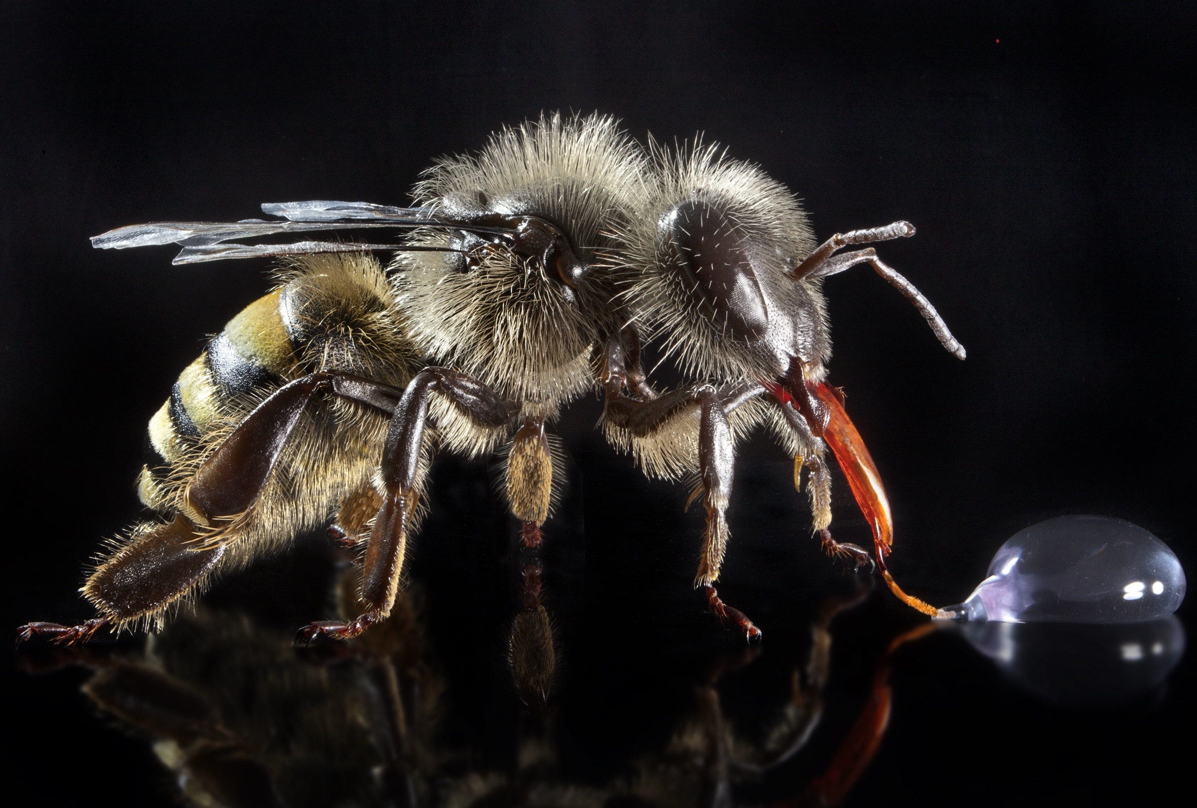 Honey bee | Insect Models - Julia Stoess