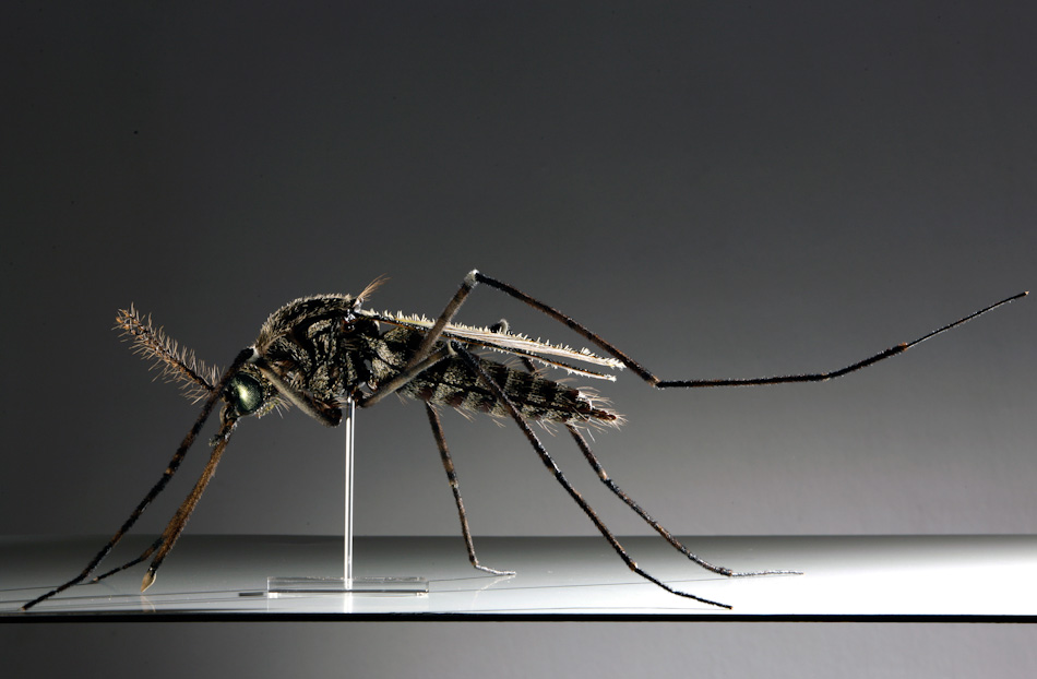 Snow Pool Mosquito | Insect Models - Julia Stoess