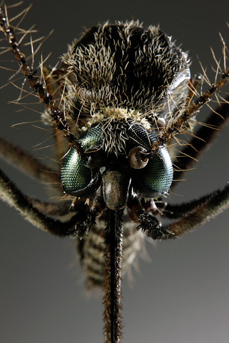 Snow Pool Mosquito | Insect Models - Julia Stoess