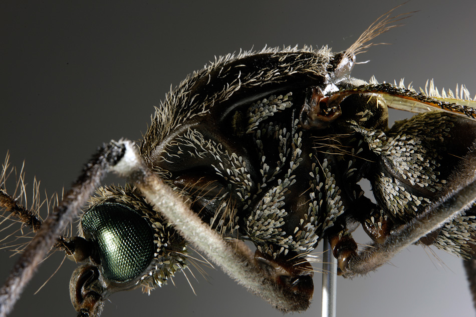 Snow Pool Mosquito | Insect Models - Julia Stoess