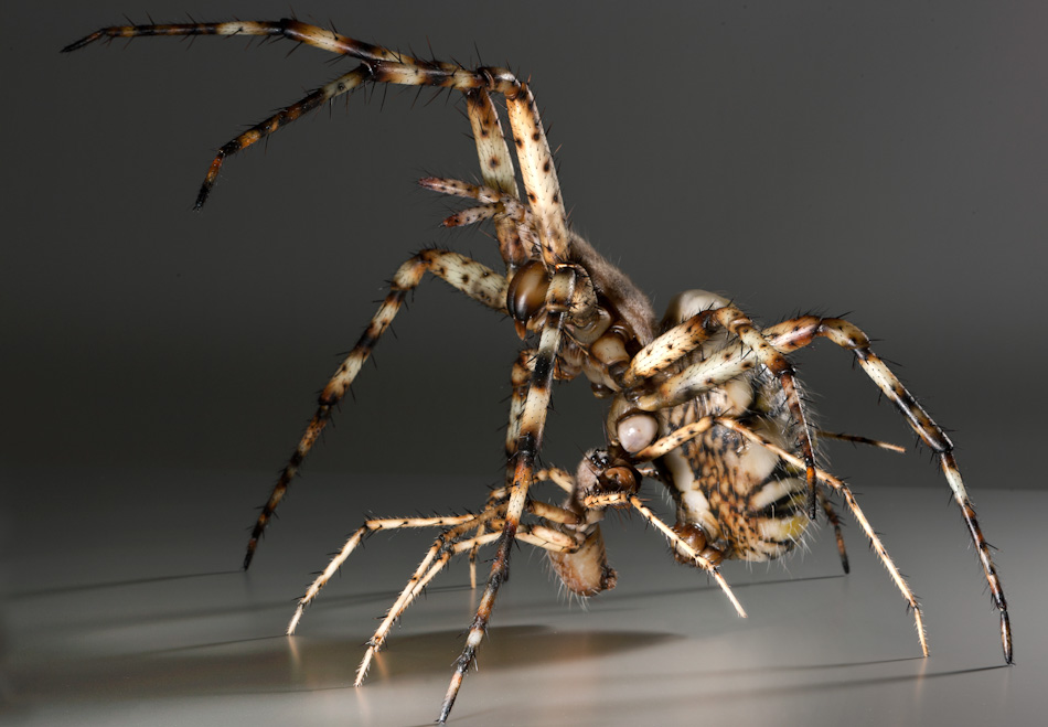 How Do Spiders Mate