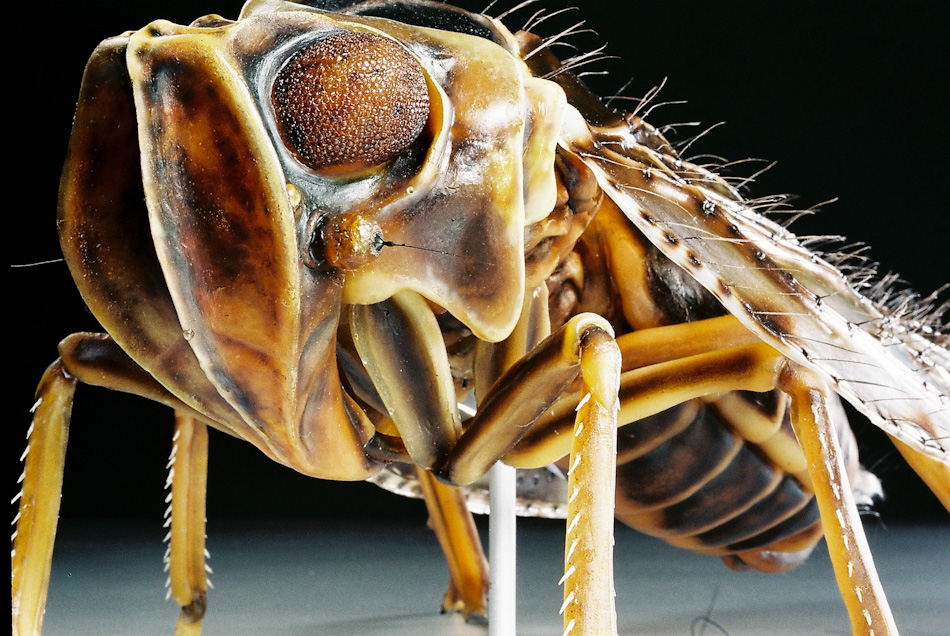 Zikade | Insektenmodelle - Julia Stoess